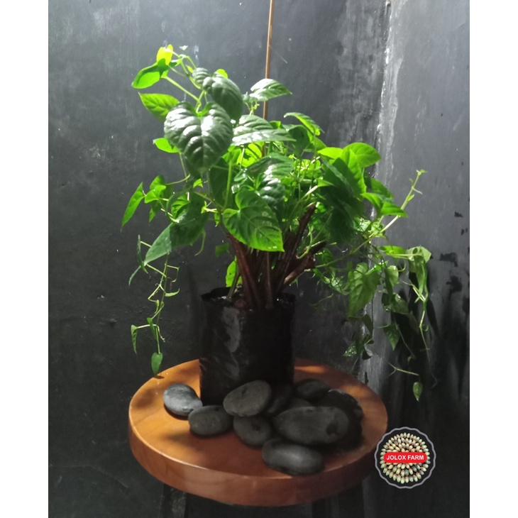 Jual [16 POHON] BIBIT TANAMAN RAMBAT AKAR SERIBU CURTAIN IVY/CISSUS ...