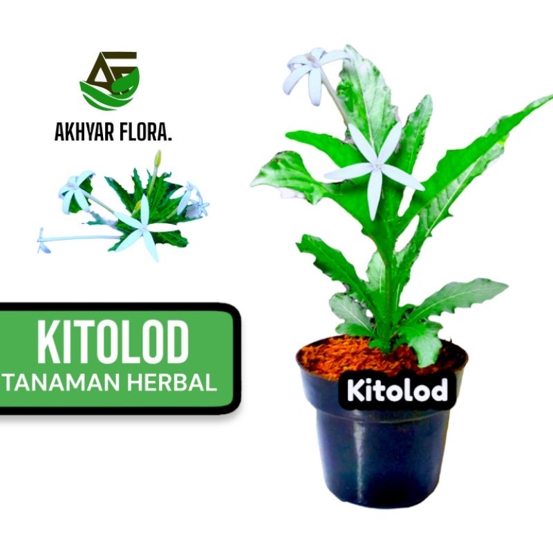 Jual Tanaman Kitolod Kembang Katarak Kitolot Tanaman Herbal Gurah Mata ...
