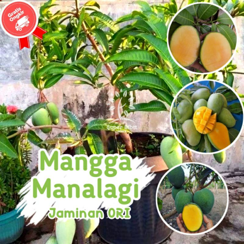 Jual bibit tanaman buah mangga manalagi super genjah bisa di tanam dan berbuah di dalam pot ...