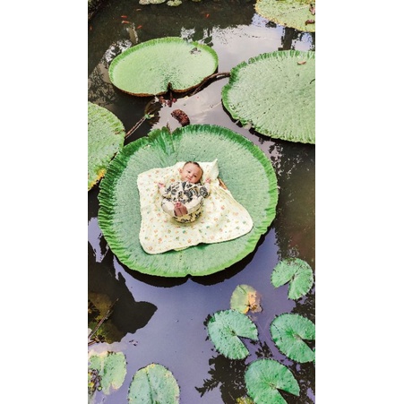 Jual Bunga Teratai Raksasa Victoria Amazonica | Shopee Indonesia