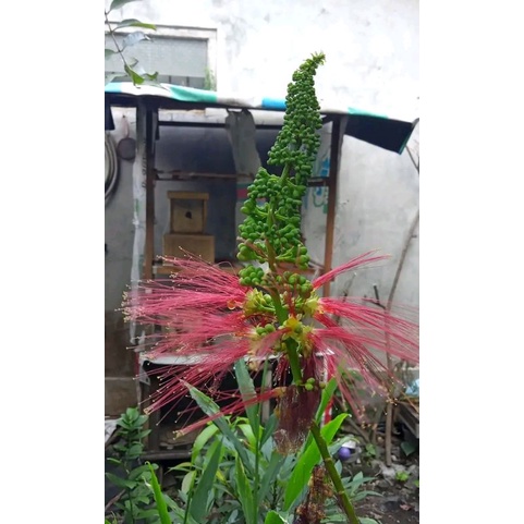 Jual tanaman vegetasi kaliandra merah atau kaliandra pagoda ukuran ...