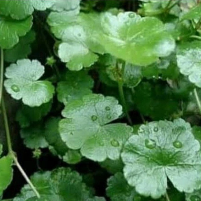 Jual daun antanan gunung/pegagan hidrocotyle 250 gram | Shopee Indonesia