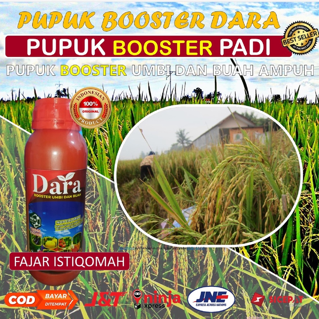 Jual pupuk tanaman manjur DARA 500 ML, pupuk booster umbi dan buah pada padi, membantu ...