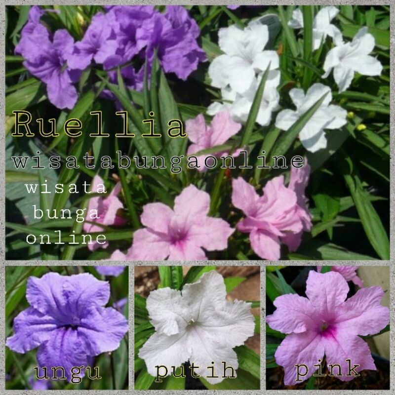 Jual Tanaman Hias Bunga Ruellia/Rowlia/Ruellia simplex/Kencana Ungu ...
