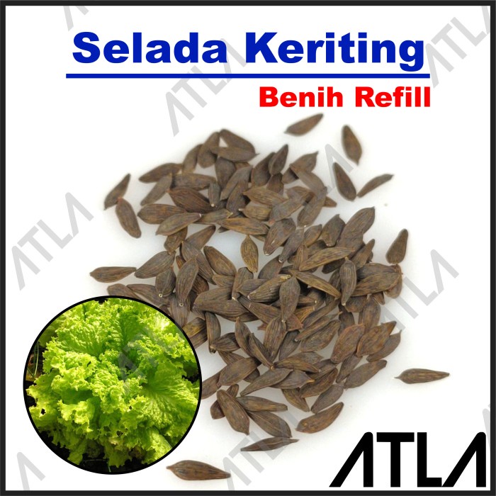 Jual Benih Selada Hijau Keriting Biji Bibit Tanaman Sayur Sayuran ...