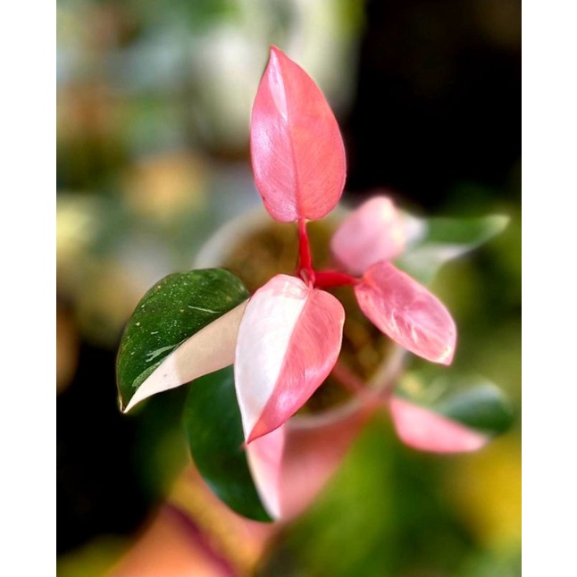 Jual philodendron red anderson variegated - tanaman hias philodendron ...