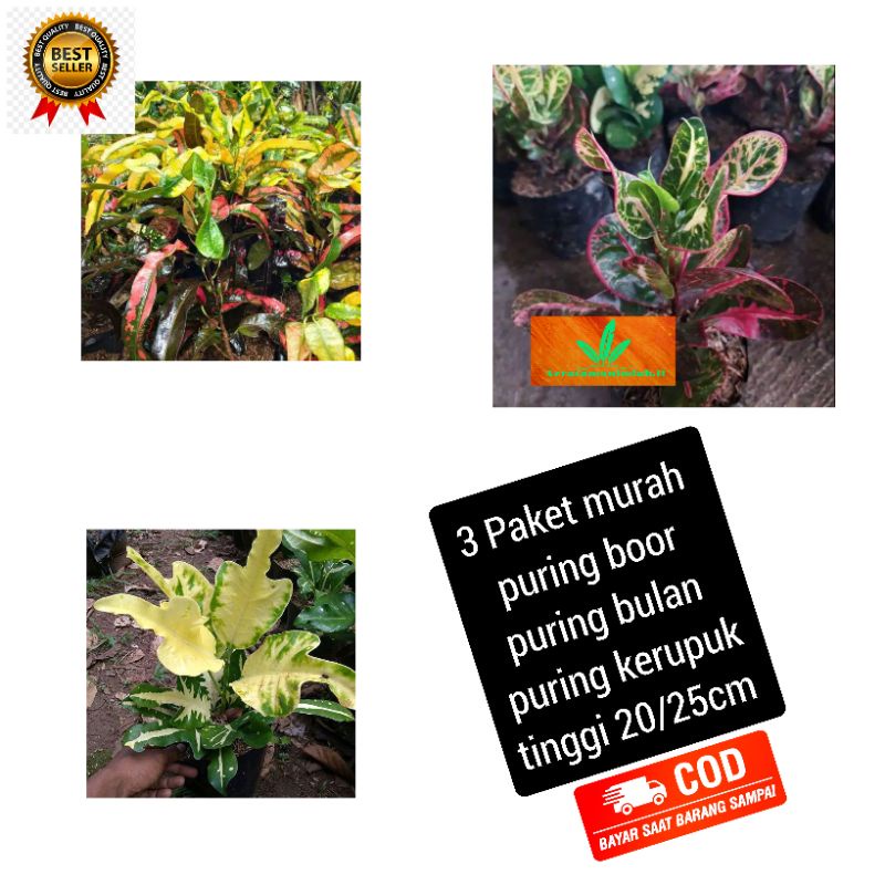 Jual 3 paket tanaman hias puring / 3 macam tanaman purimg tinggi 20 ...