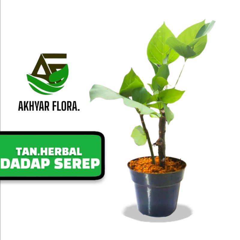 Jual Bibit Daun Dadap Serep Tanaman Herbal Daun Dadap Serep Pohon Dadap ...