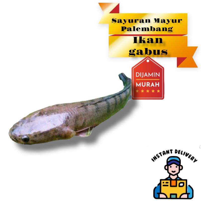 Jual Ikan gabus-Palembang | Shopee Indonesia