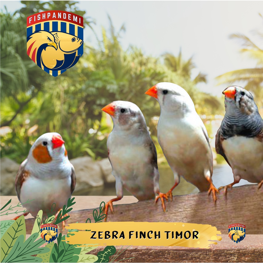 Jual Zebra Finch Lokal/Zebra Finch Timor | Shopee Indonesia