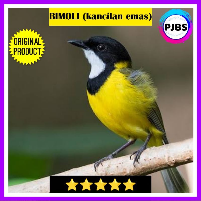 Jual BURUNG BIMOLI GOLDEN WHISTLER bukan pancawarna robin | Shopee ...