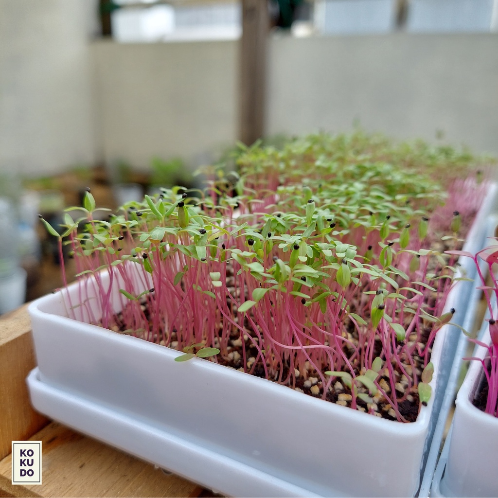 Jual Microgreens Growing Kit / Paket Menanam Sayur | Shopee Indonesia