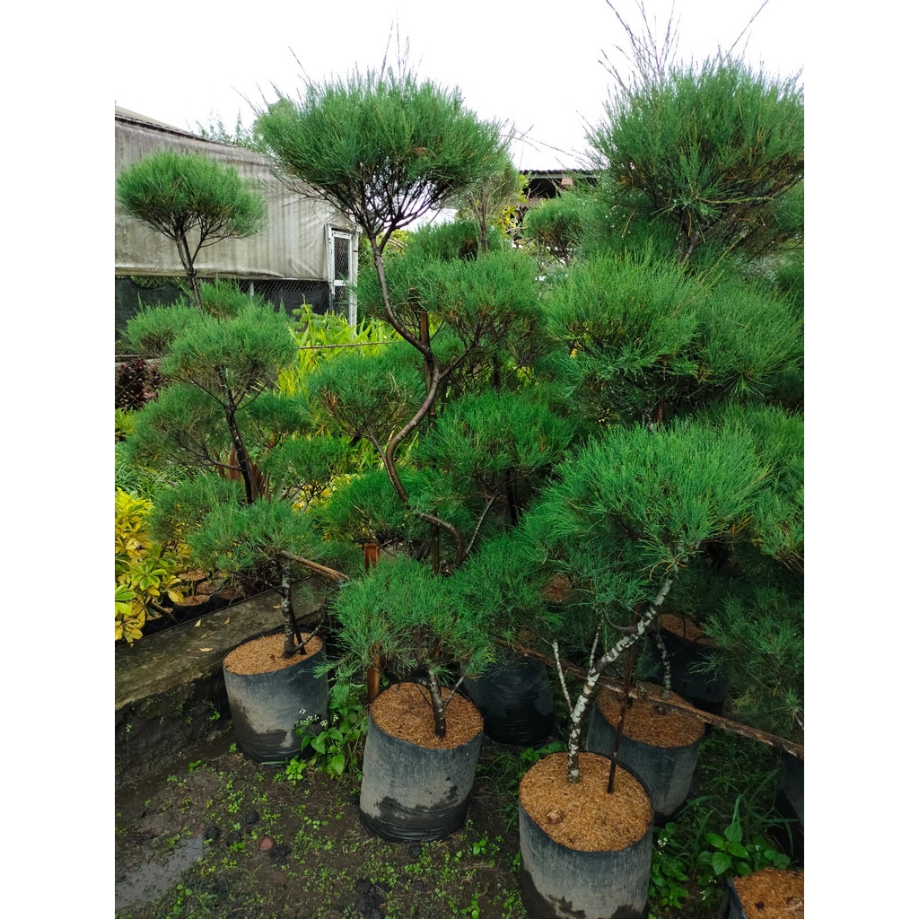 Jual Tanaman Hias Cemara Udang ( Casuarina equisetifolia) 2 Meter ...