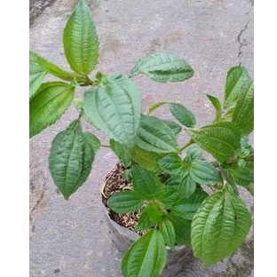 Jual pohpohan tanaman lalap | Shopee Indonesia