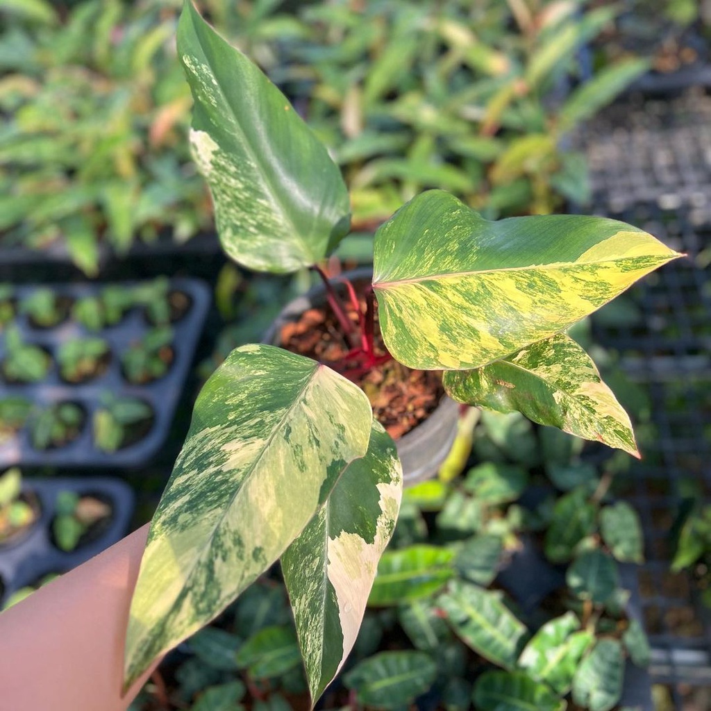 Jual *Promo* Philodendron Strawberry Shake Varigata/SS Varigata ...