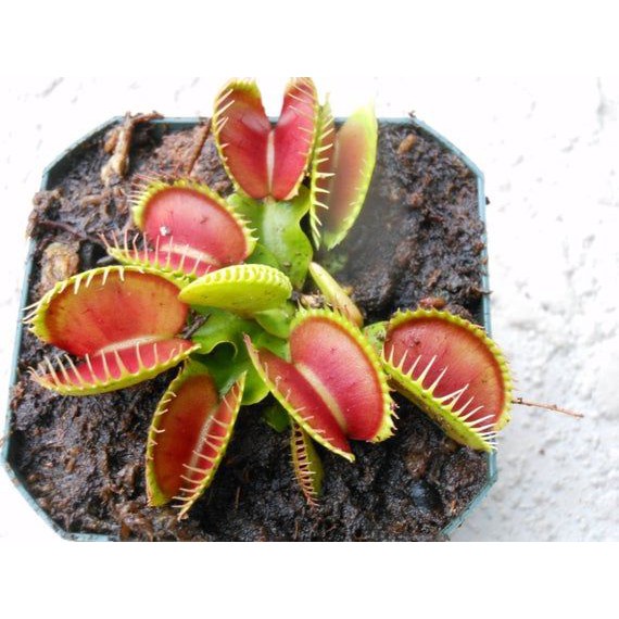 Jual Venus Flytrap X Red / Tanaman Pemakan Serangga Dioneae Fine Tooth ...
