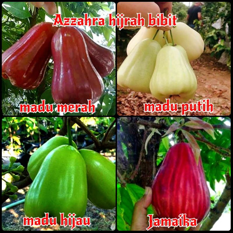 Jual paket bibit tanaman buah jambu 4 jenis unggul | Shopee Indonesia