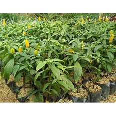 Jual bunga lolipop - Tanaman Lilin lolipop bunga kuning ( pachystachys ...