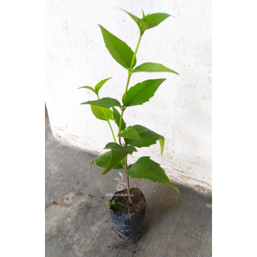 Jual Bibit bunga melati sri gading stek batang berbunga | Shopee Indonesia
