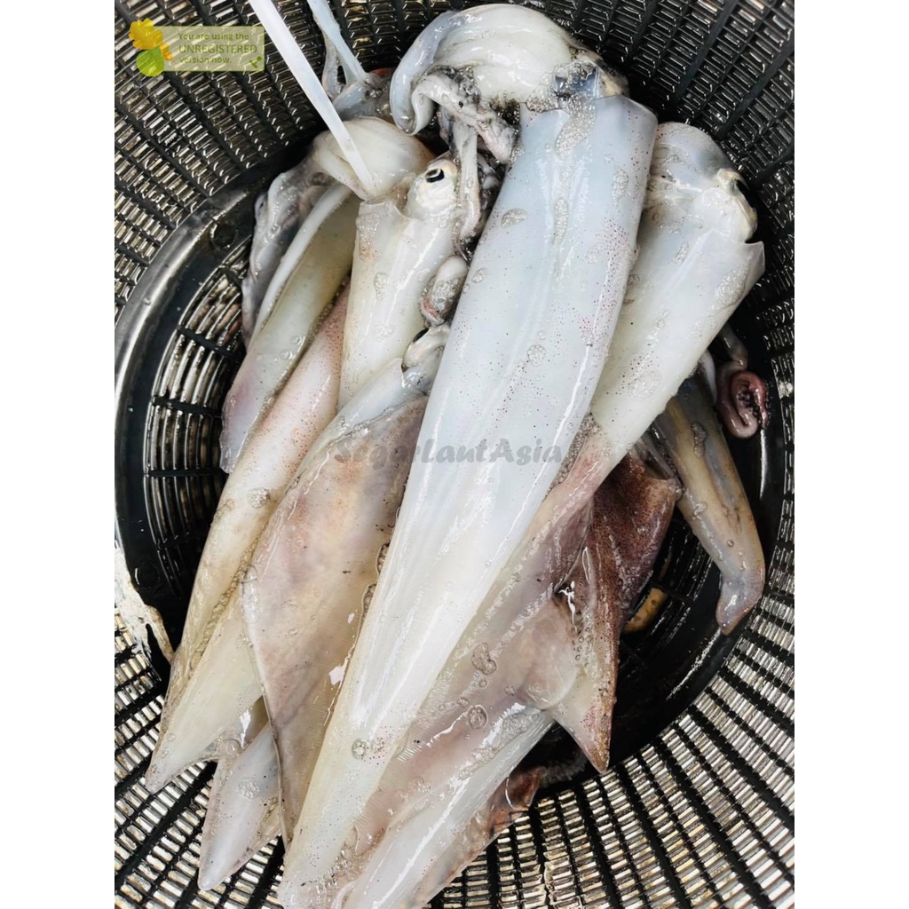 Jual Cumi Segar Cumi Basah Segar 1Kg Cumi Bangka Cumi JUMBO Cumi Besar ...
