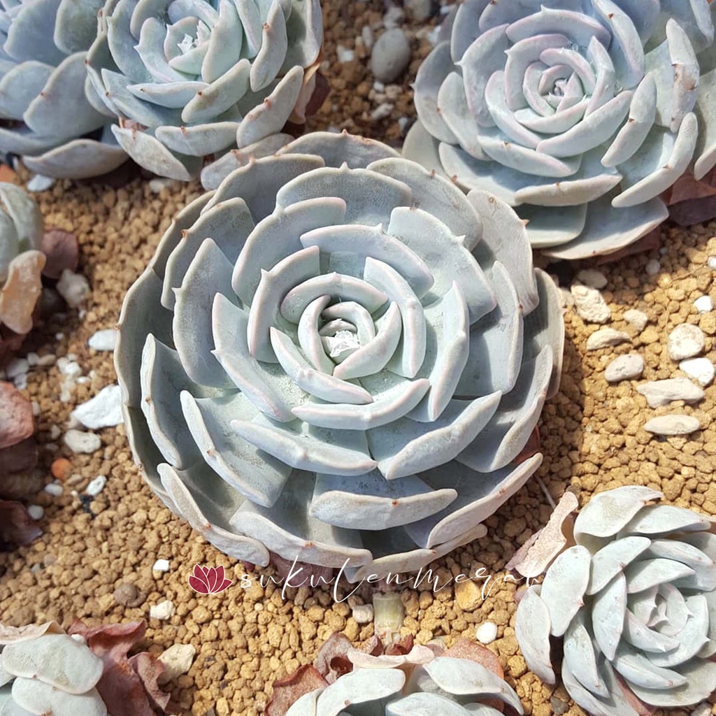 Jual Sukulen kaktus sekulen mini echeveria macabaena runyoniii ...