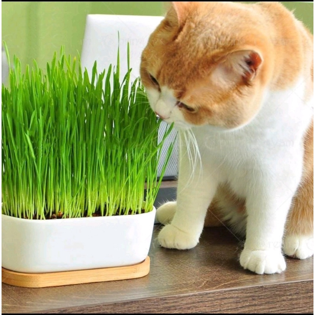 Jual Lebih Murah !! Benih Rumput Gandum Biji Rumput Untuk Kucing Sehat ...