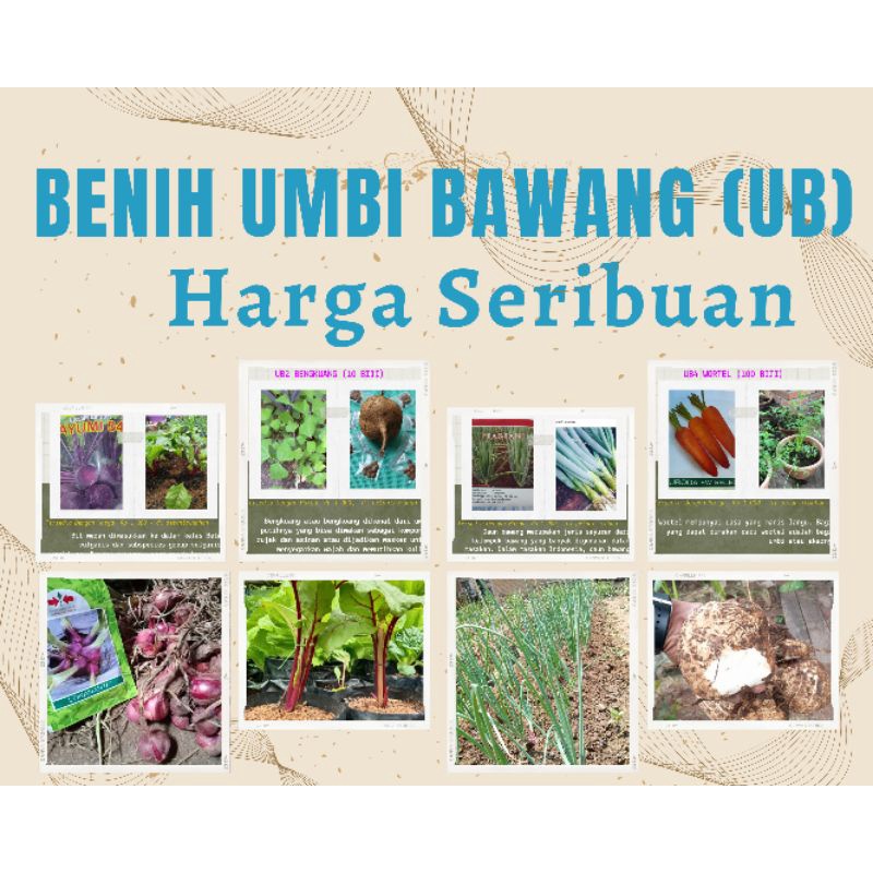 Jual Biji Bibit Benih Tanaman Umbi-umbian Lobak Putih Merah Seribuan ...