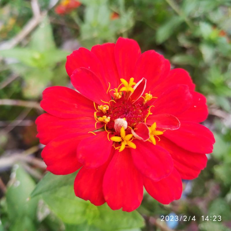 Jual bunga Zinia biji bibit kembang kertas warna warni merah ungu ...