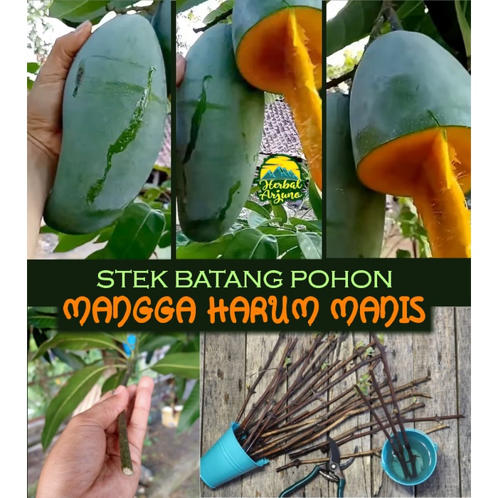 Jual (5pcs) Stek Batang Tanaman Pohon Mangga Pelem Gadung Harum Arum ...