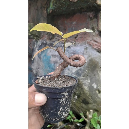 Jual bahan bonsai bunut sesuai di foto real pict | Shopee Indonesia