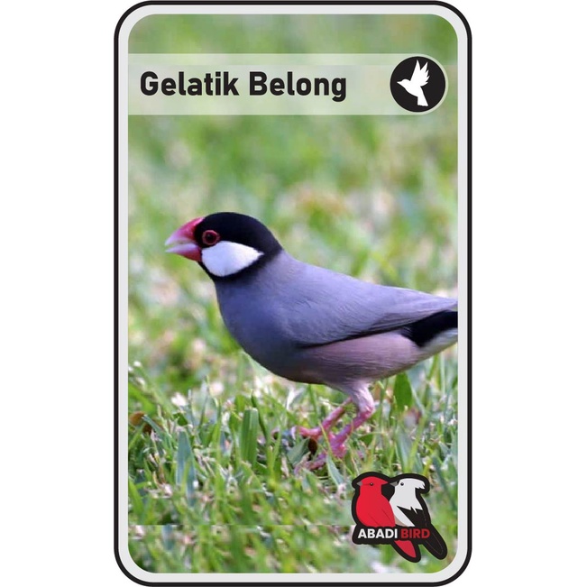 Jual Kartu Glatik Belong | Shopee Indonesia