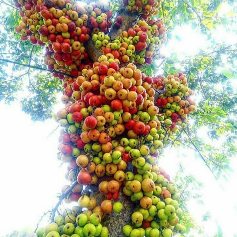 Jual Buah Loa / Buah Ara Fresh 1kg | Shopee Indonesia