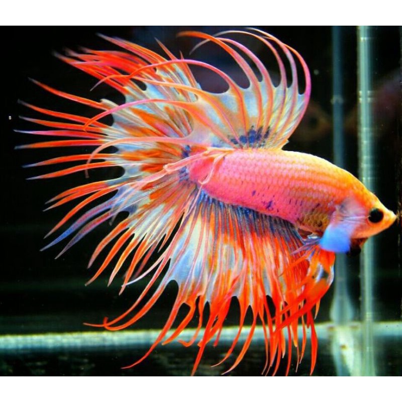 Jual Cupang Crowntail Black & Grizzle | Shopee Indonesia