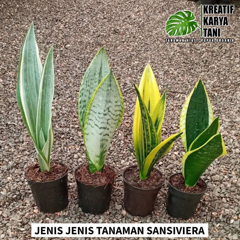 Jual Tanaman hias sansivera - Tanaman indoor outdoor sansivera | Shopee ...
