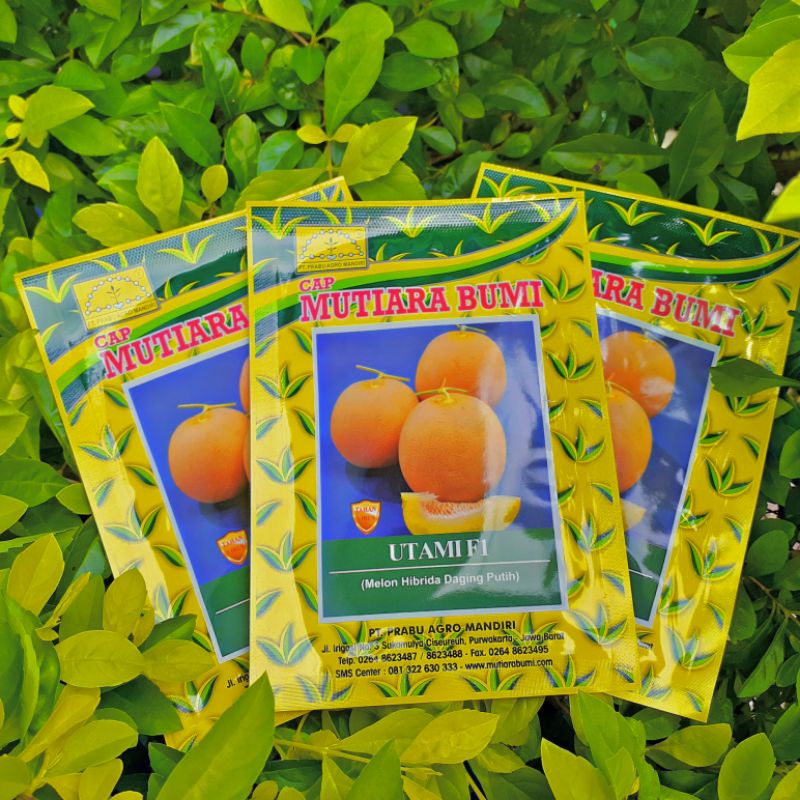 Jual Benih Melon Utami|Melon Daging Putih Cap Mutiara Bumi | Shopee ...