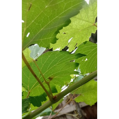 Jual Paket Entres Anggur Import 10 Varian,1. STQ 2. AROMA DELAIGHT 3 ...