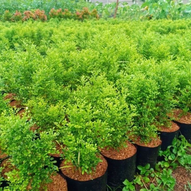 Jual tanaman hias kemuning mikro mini - pohon kemuning daun mini ...
