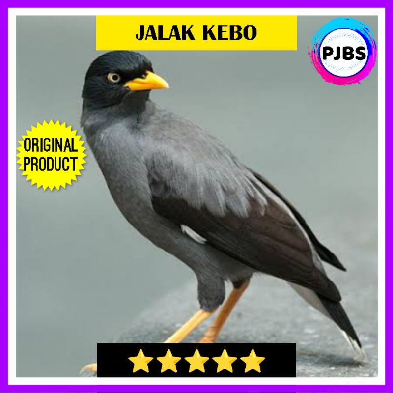 Jual JALAK KEBO JANTAN PILIHAN | Shopee Indonesia