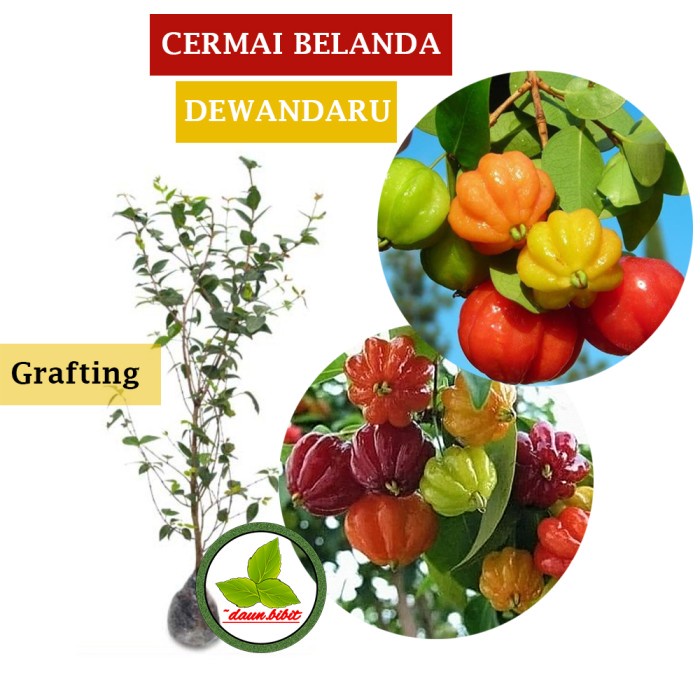 Jual Bibit Cermai Belanda | Dewandaru Sambung Pucuk | Shopee Indonesia