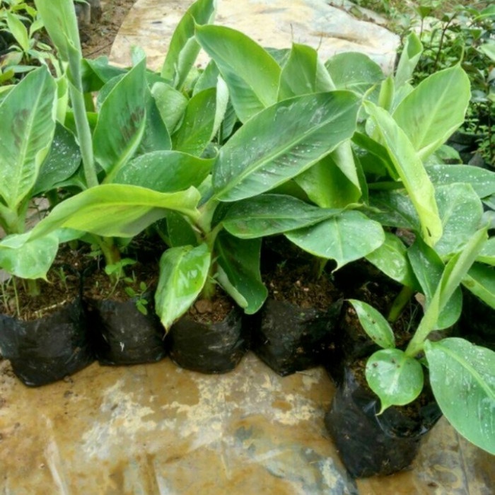 Jual Bibit Tanaman Buah Pisang Raja Bulu Unggul dan Super sukses ...