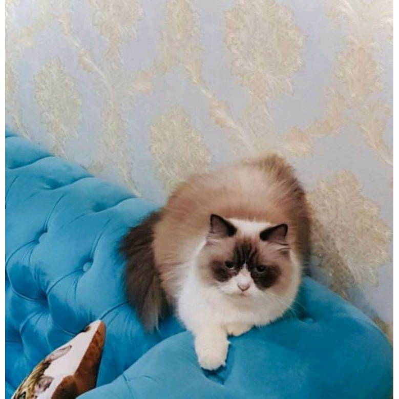Jual Ragdoll Indukan | Shopee Indonesia
