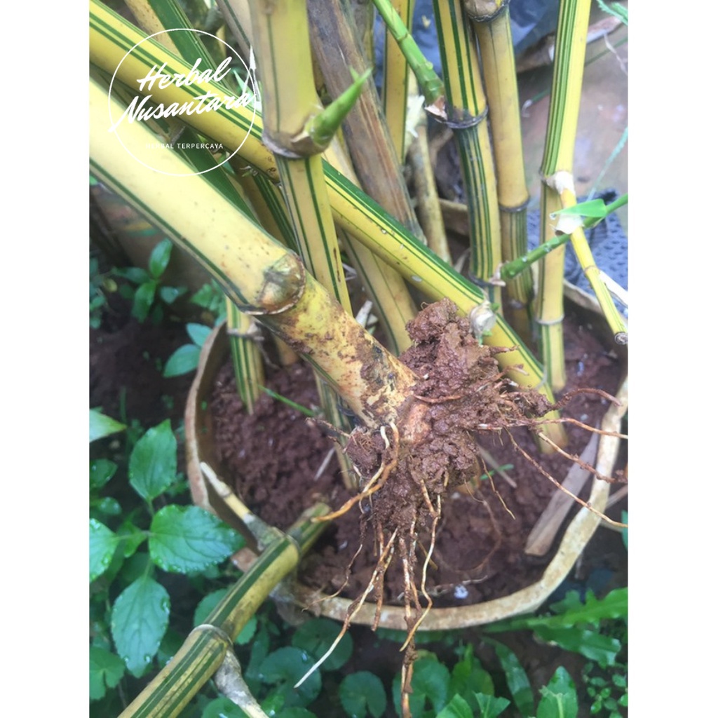 Jual stek tanaman bambu kuning bisa tanam di pot atau kebun taman ...