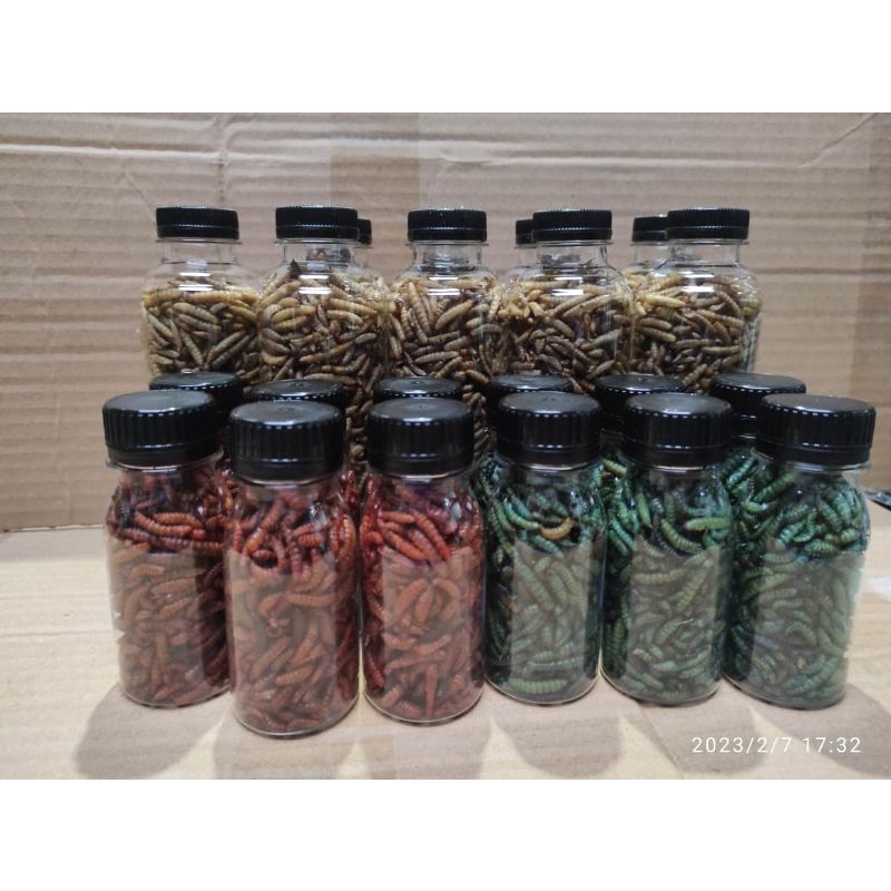 Jual maggot kering colour booster, red maggot, blue maggot kemasan 80ml ...