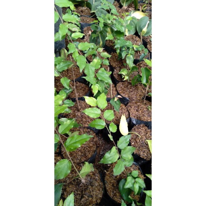 Jual Obral bibit tanaman buah anggur jawa/buah rukem sukses | Shopee ...