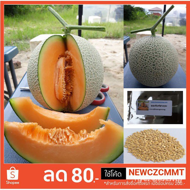Jual Biji melon Thailand orange Sakura premium grade F1 kualitas tinggi diimpor dari Jepang ...