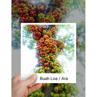 Jual Buah Loa Terlengkap & Harga Terbaru Mei 2024 | Shopee Indonesia