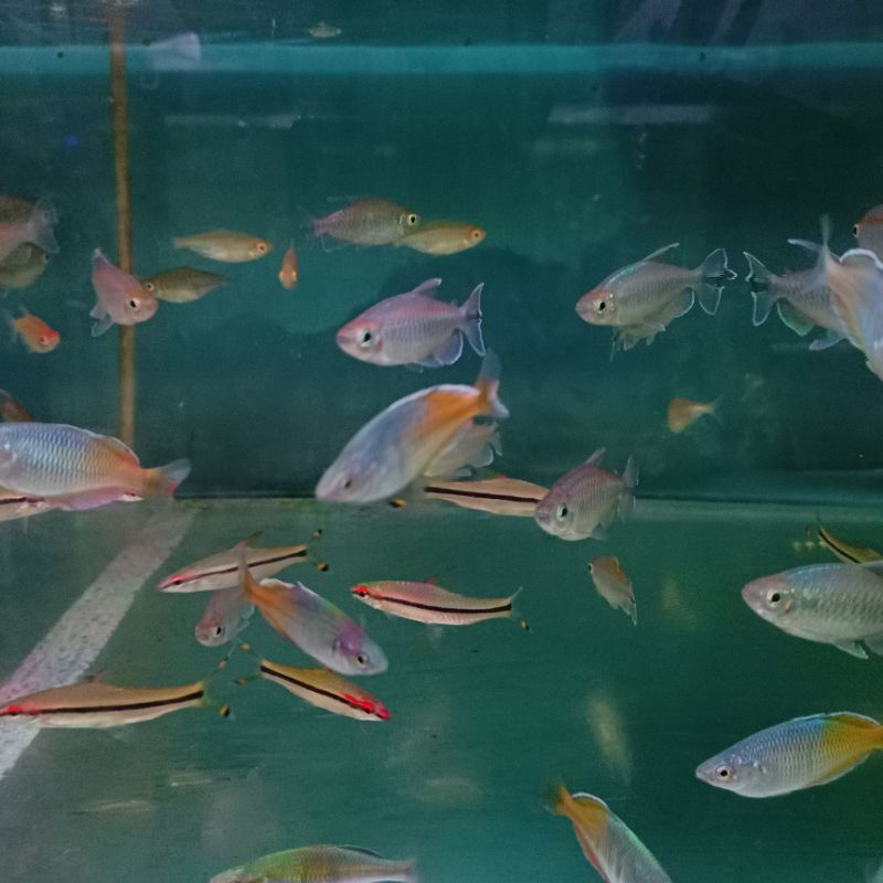 Jual ikan hias rainbow boesemani ikan hias puntius denisoni ikan hias ...