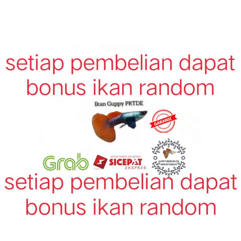 Jual pakan packing styrofoam ( ikan guppy prtde grade A ) | Shopee Indonesia