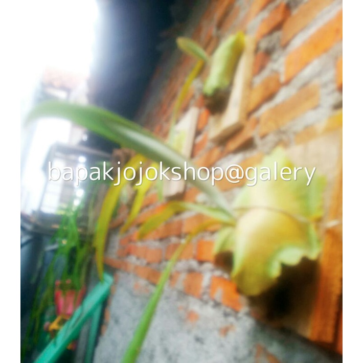 Jual tanaman paku Tanduk Rusa-Platycerium Bifurcatum | Shopee Indonesia