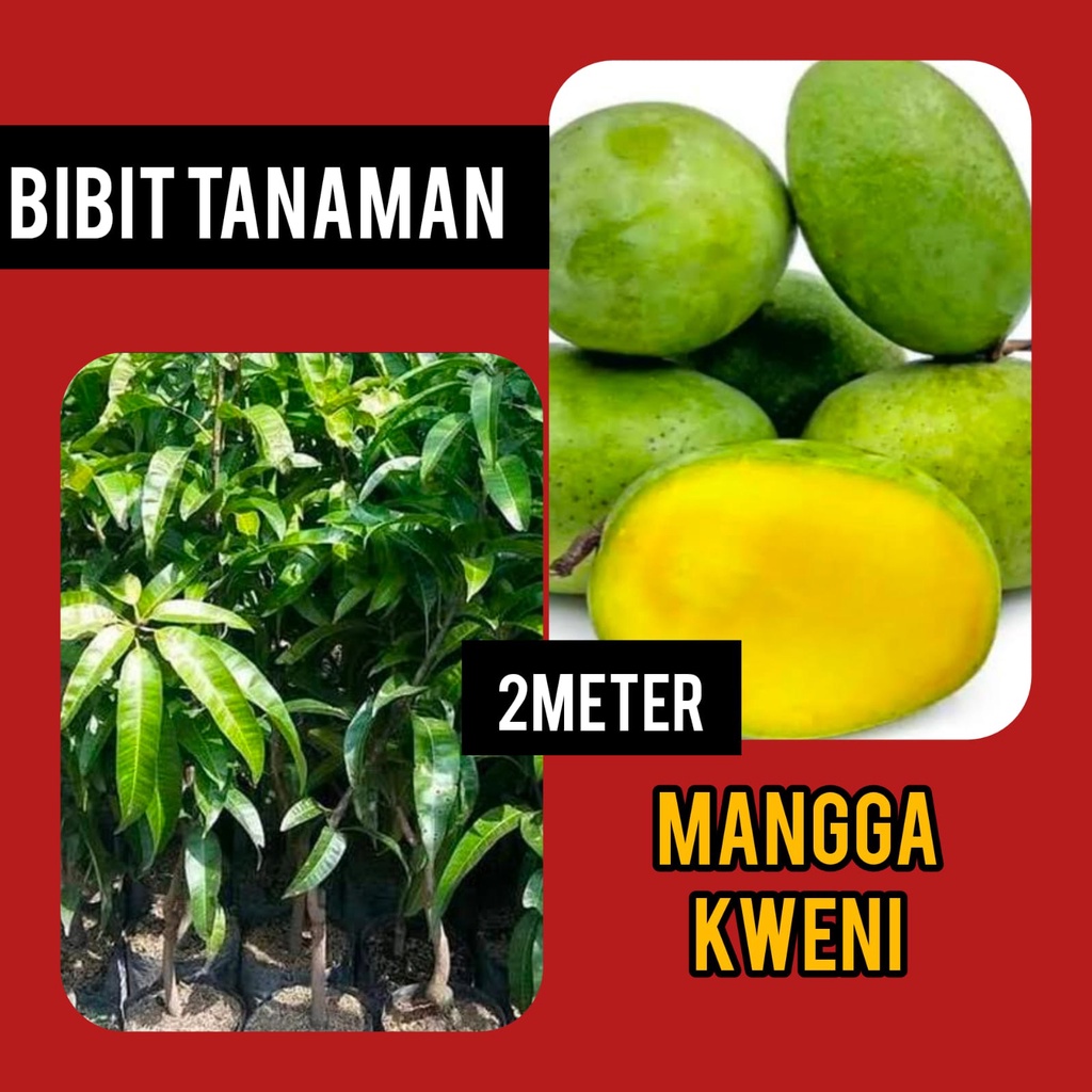 Jual Bibit Mangga Kweni / Kueni 2 Meter Batang Besar | Shopee Indonesia